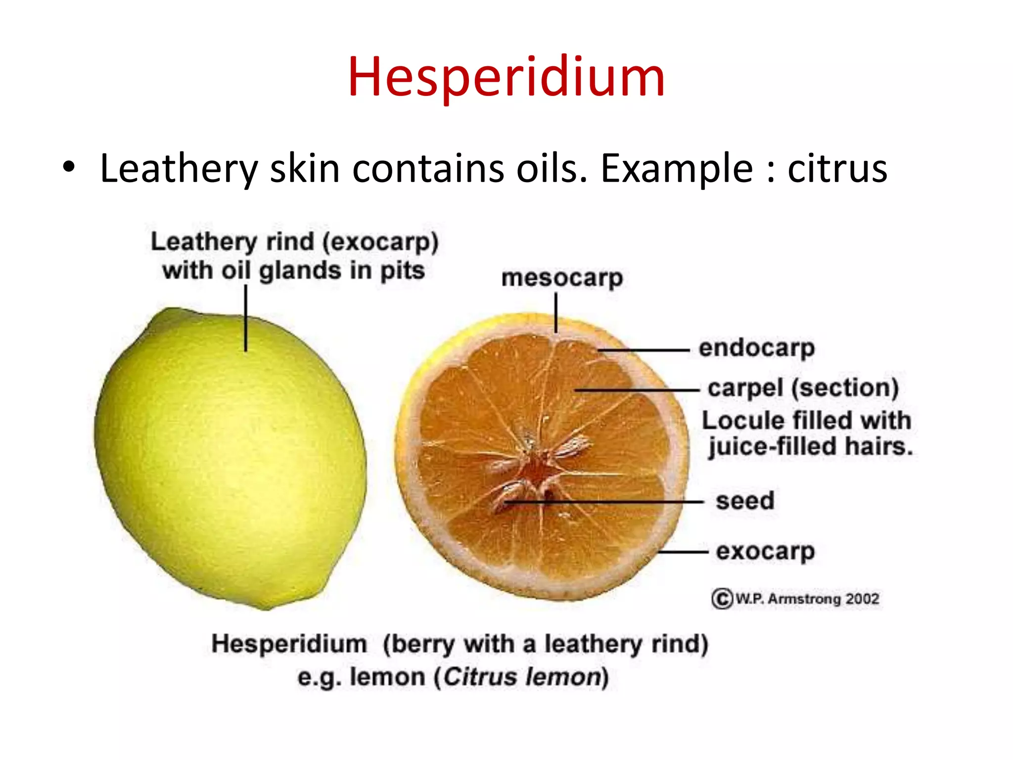 TYPES OF FLOWERS, FRUITS,DICOT AND MONOCOT SEEDS | PPTX