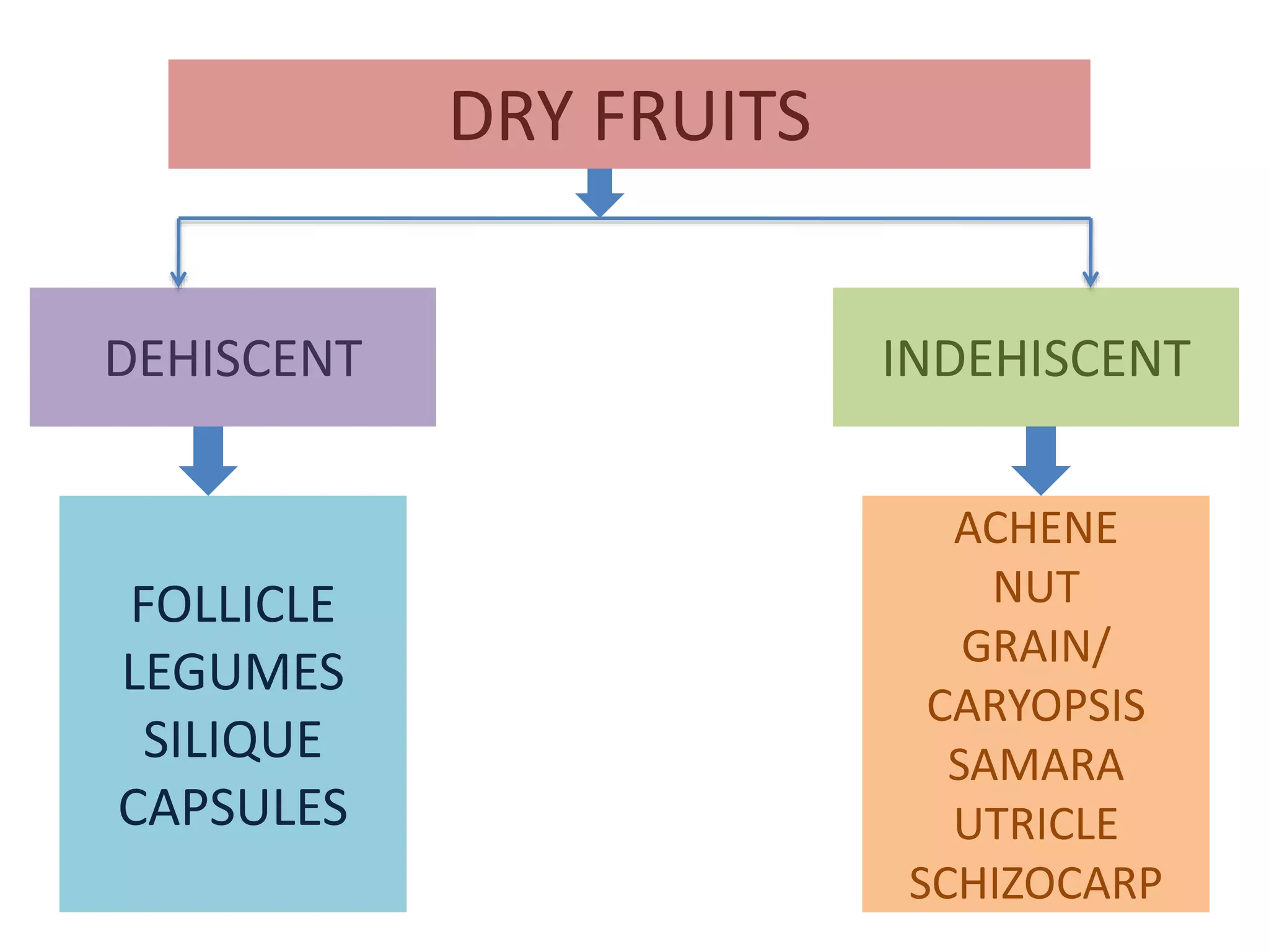 TYPES OF FLOWERS, FRUITS,DICOT AND MONOCOT SEEDS | PPTX