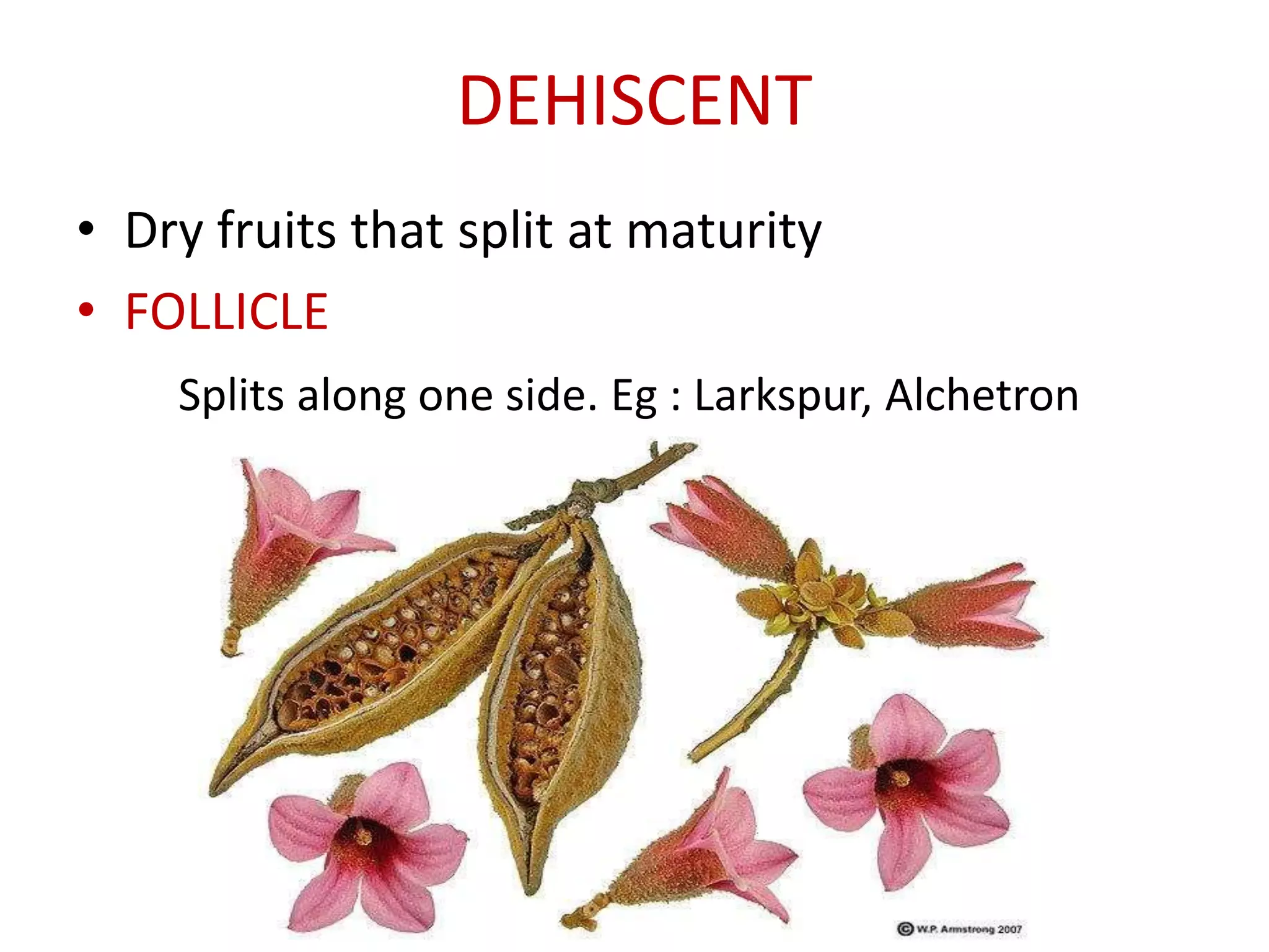 TYPES OF FLOWERS, FRUITS,DICOT AND MONOCOT SEEDS | PPTX