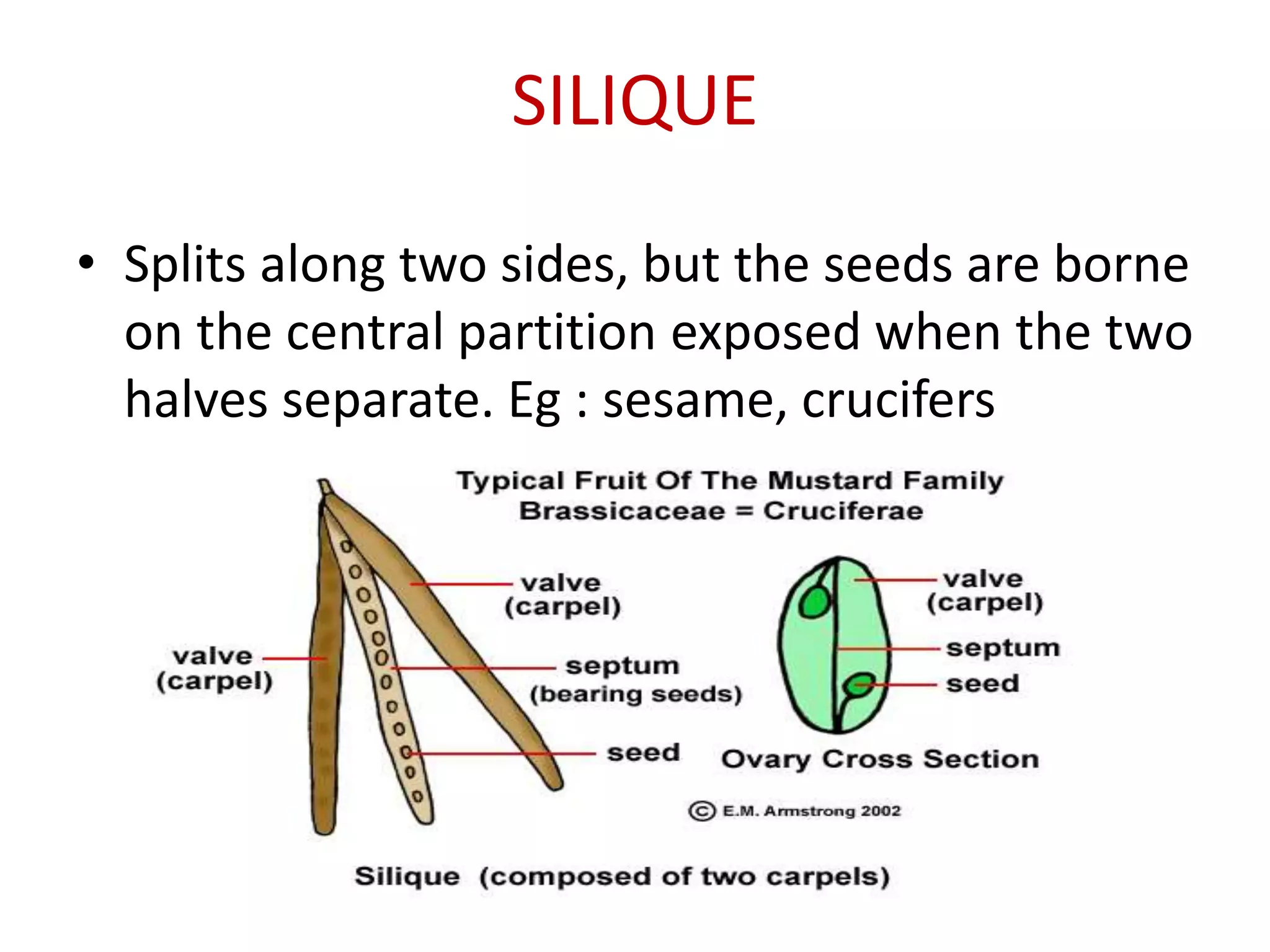 TYPES OF FLOWERS, FRUITS,DICOT AND MONOCOT SEEDS | PPTX