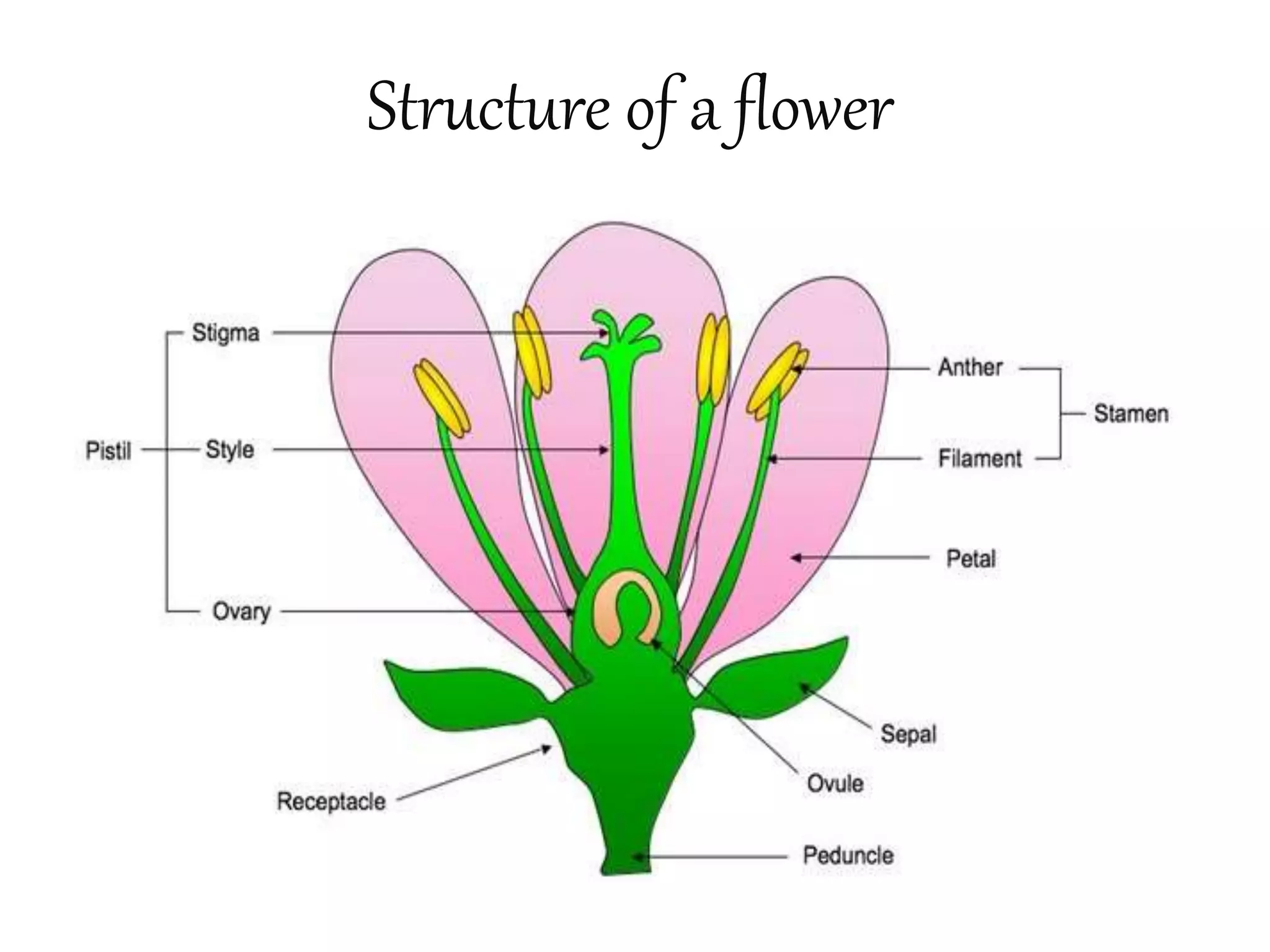 TYPES OF FLOWERS, FRUITS,DICOT AND MONOCOT SEEDS | PPTX
