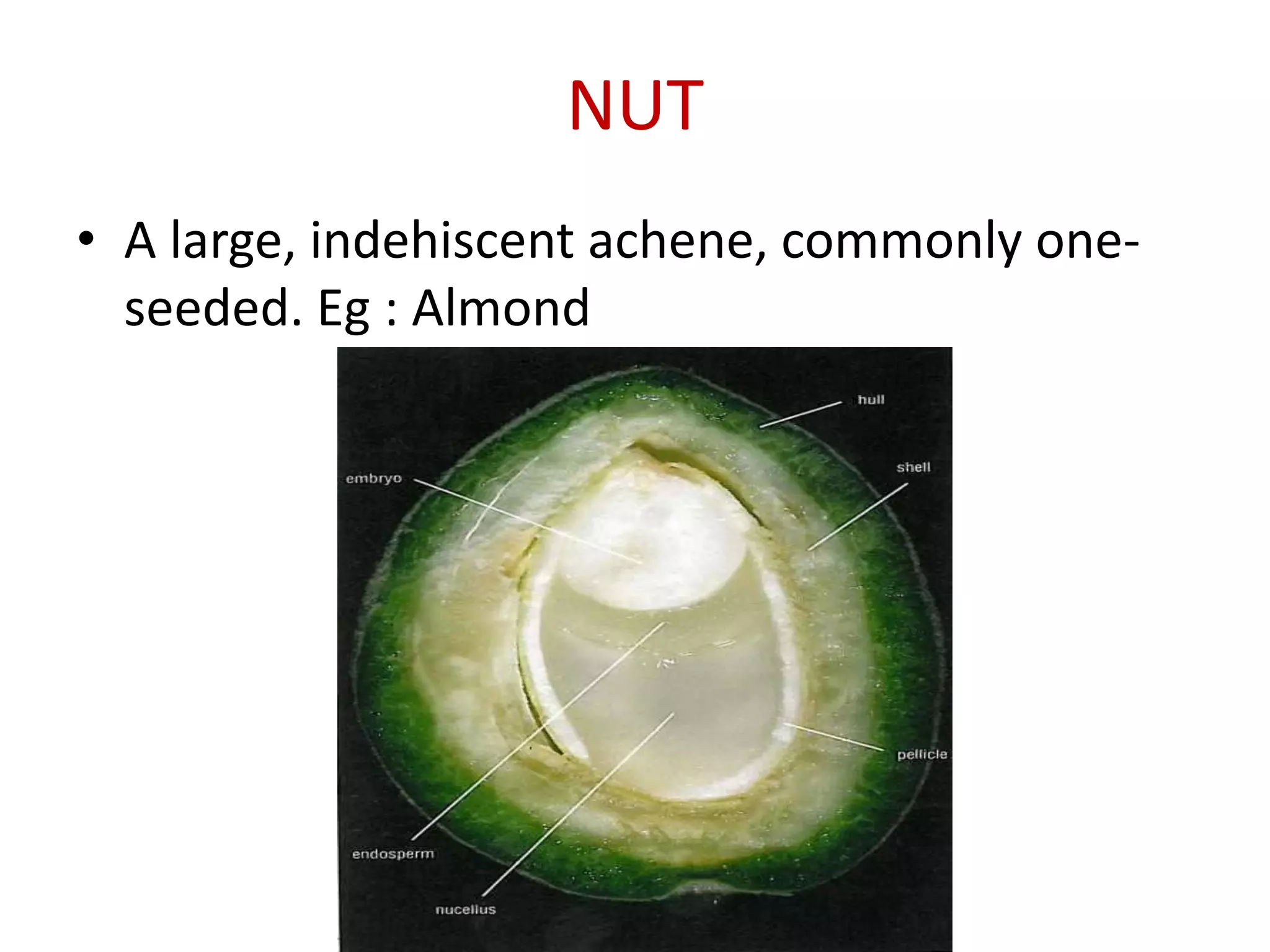 TYPES OF FLOWERS, FRUITS,DICOT AND MONOCOT SEEDS | PPTX