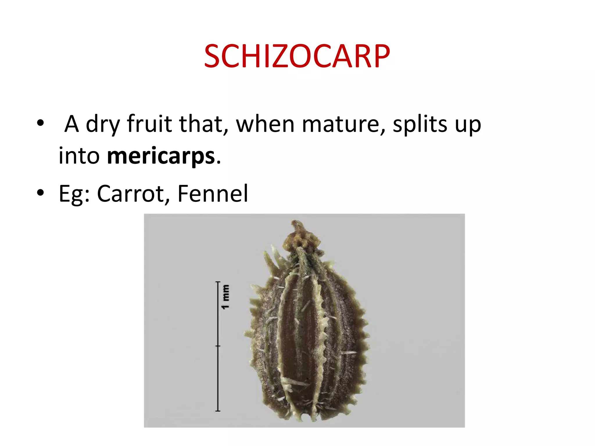 TYPES OF FLOWERS, FRUITS,DICOT AND MONOCOT SEEDS | PPTX