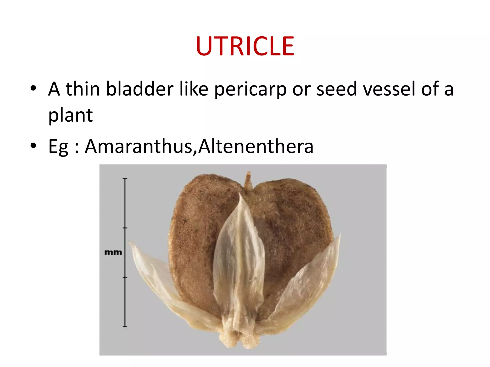 TYPES OF FLOWERS, FRUITS,DICOT AND MONOCOT SEEDS | PPTX