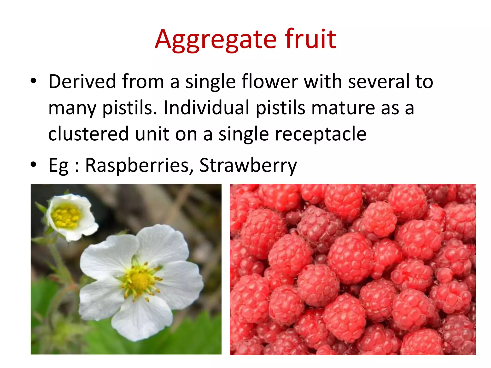 TYPES OF FLOWERS, FRUITS,DICOT AND MONOCOT SEEDS | PPTX