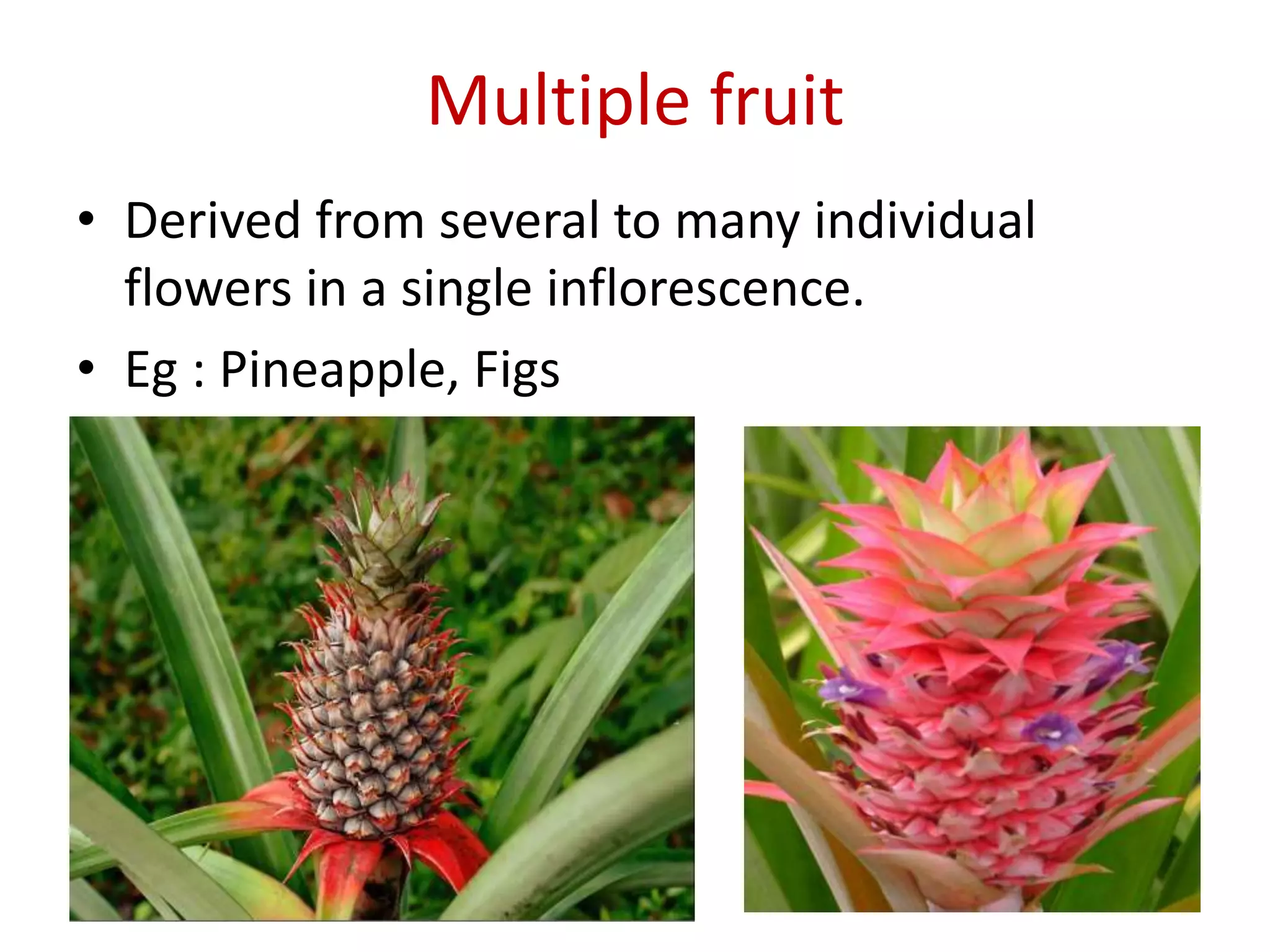 TYPES OF FLOWERS, FRUITS,DICOT AND MONOCOT SEEDS | PPTX