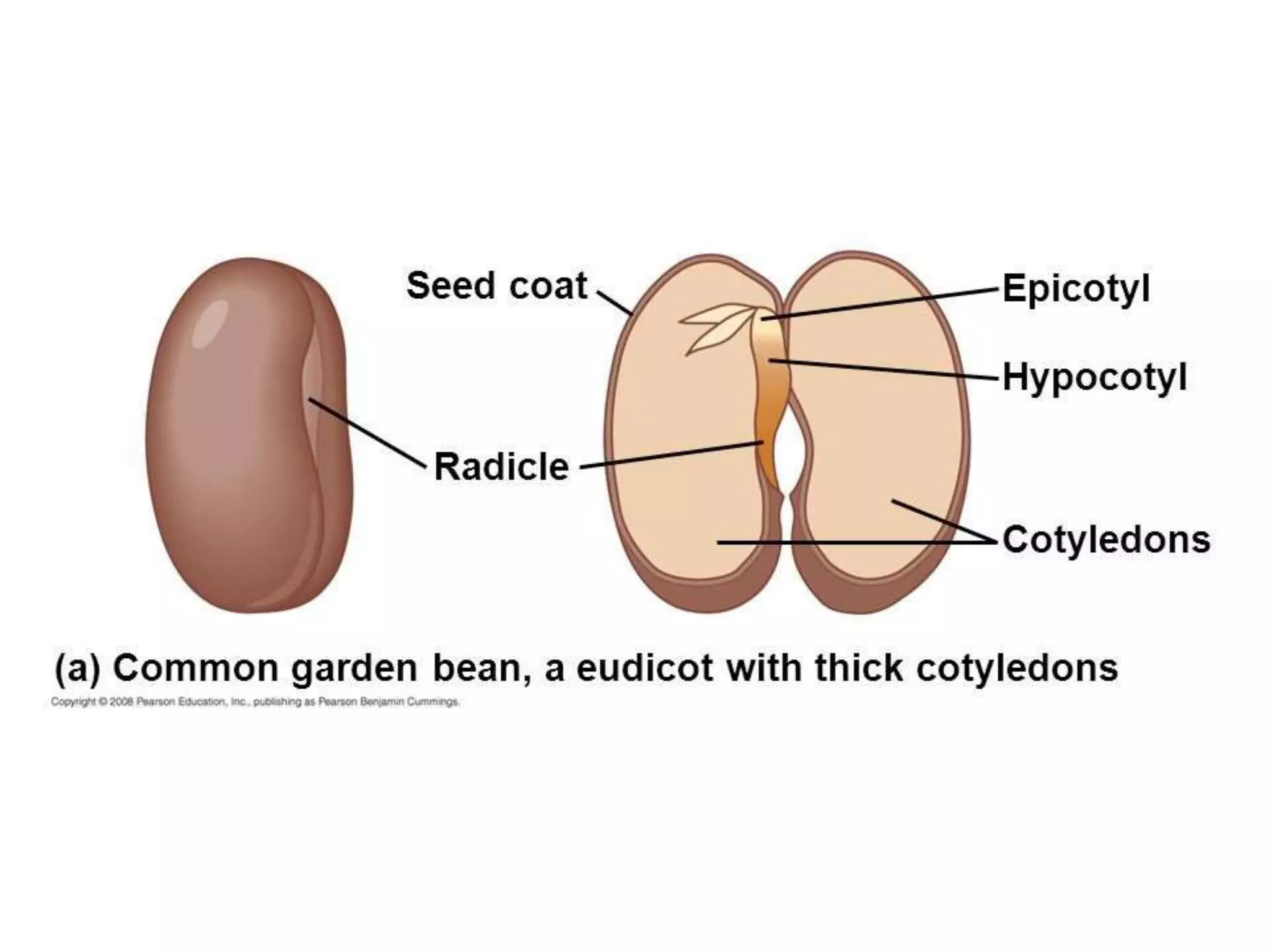 TYPES OF FLOWERS, FRUITS,DICOT AND MONOCOT SEEDS | PPTX