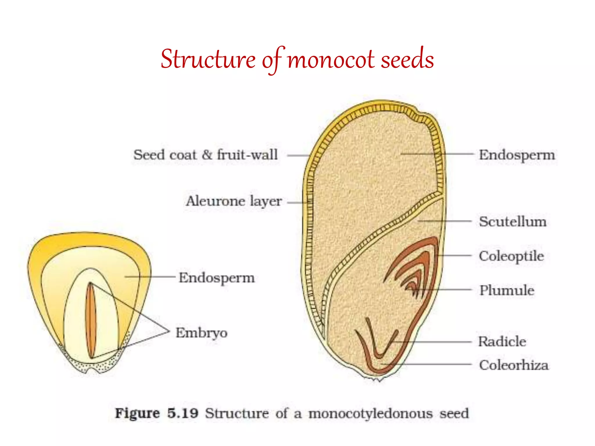 TYPES OF FLOWERS, FRUITS,DICOT AND MONOCOT SEEDS | PPTX
