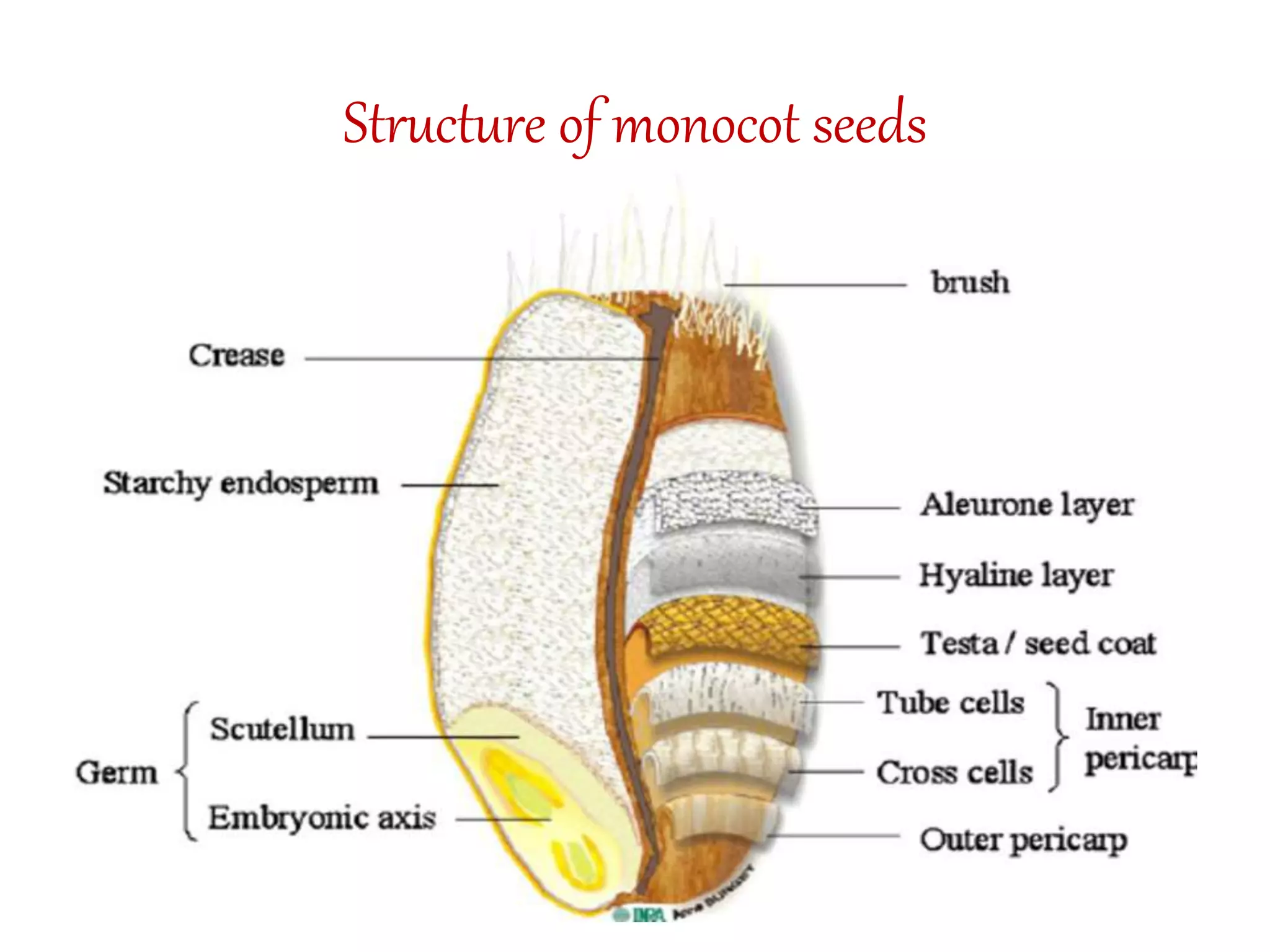 TYPES OF FLOWERS, FRUITS,DICOT AND MONOCOT SEEDS | PPTX