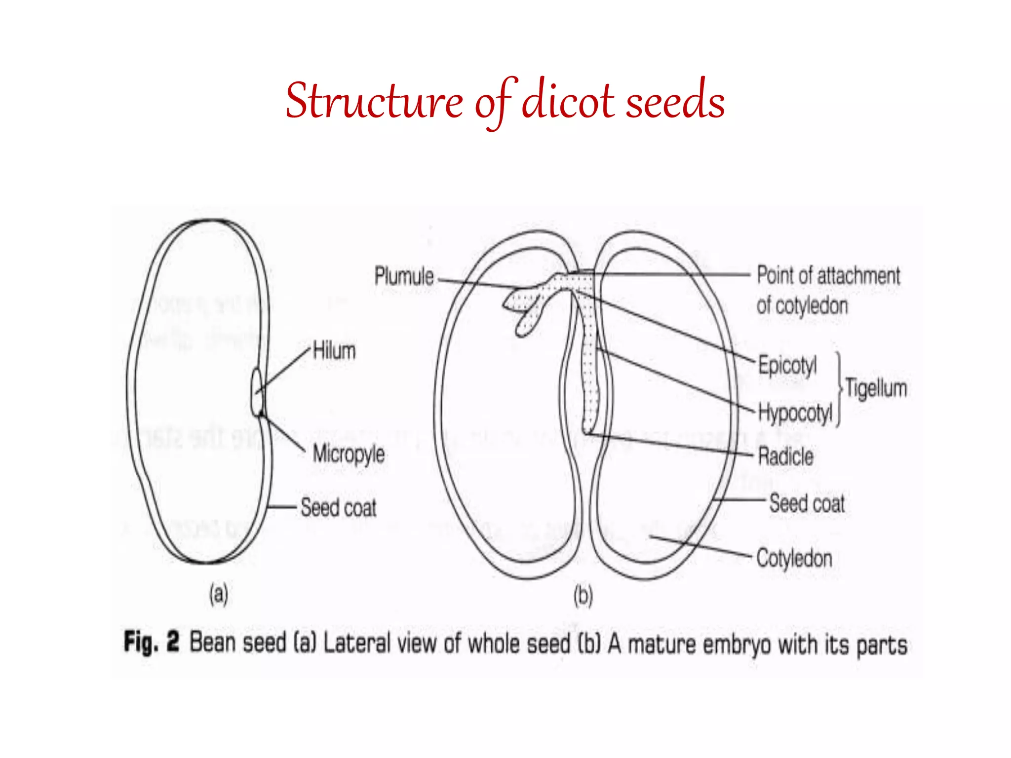 TYPES OF FLOWERS, FRUITS,DICOT AND MONOCOT SEEDS | PPTX