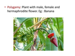 TYPES OF FLOWERS, FRUITS,DICOT AND MONOCOT SEEDS | PPTX