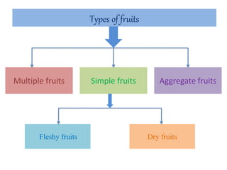 TYPES OF FLOWERS, FRUITS,DICOT AND MONOCOT SEEDS | PPTX