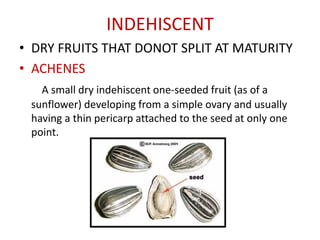 TYPES OF FLOWERS, FRUITS,DICOT AND MONOCOT SEEDS | PPTX