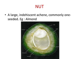 TYPES OF FLOWERS, FRUITS,DICOT AND MONOCOT SEEDS | PPTX