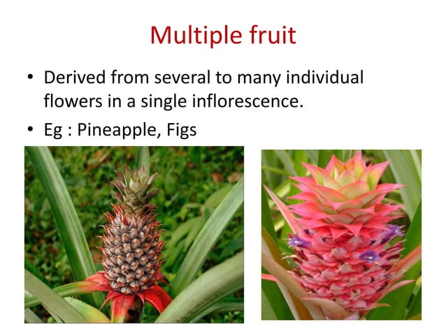 TYPES OF FLOWERS, FRUITS,DICOT AND MONOCOT SEEDS | PPTX