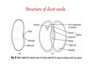 TYPES OF FLOWERS, FRUITS,DICOT AND MONOCOT SEEDS | PPTX