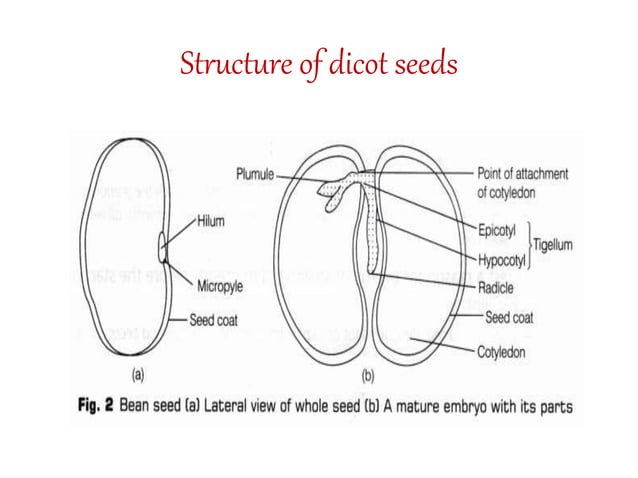 TYPES OF FLOWERS, FRUITS,DICOT AND MONOCOT SEEDS | PPTX