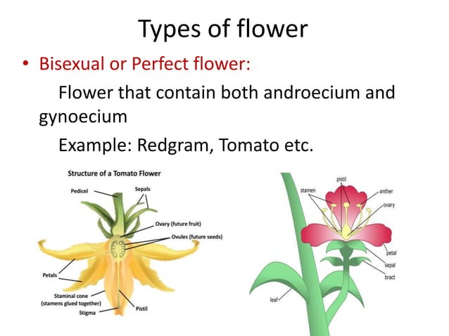 TYPES OF FLOWERS, FRUITS,DICOT AND MONOCOT SEEDS | PPTX