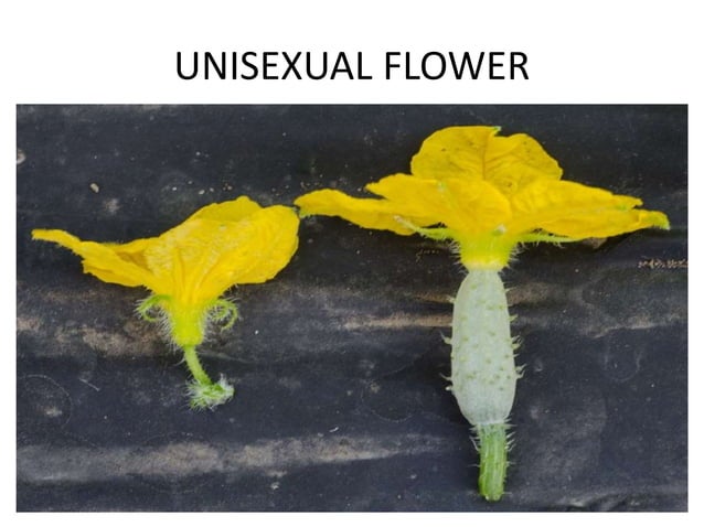 TYPES OF FLOWERS, FRUITS,DICOT AND MONOCOT SEEDS | PPTX