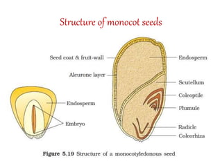 Monocot Seed Cross Section