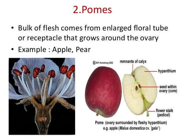 Polyploidy Or How Do We Get Seedless Fruit