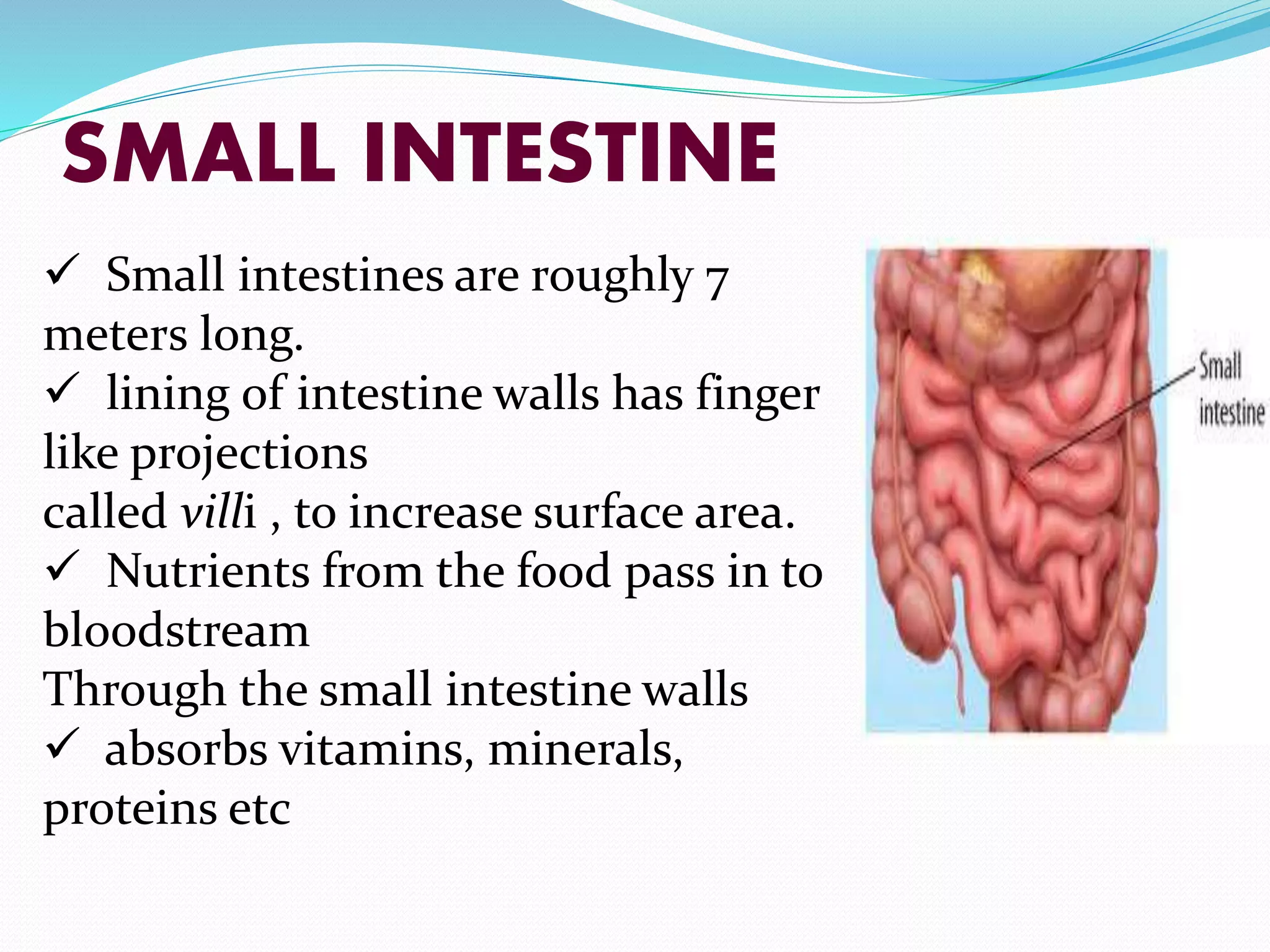 HUMAN DIGESTIVE SYSTEM | PPTX