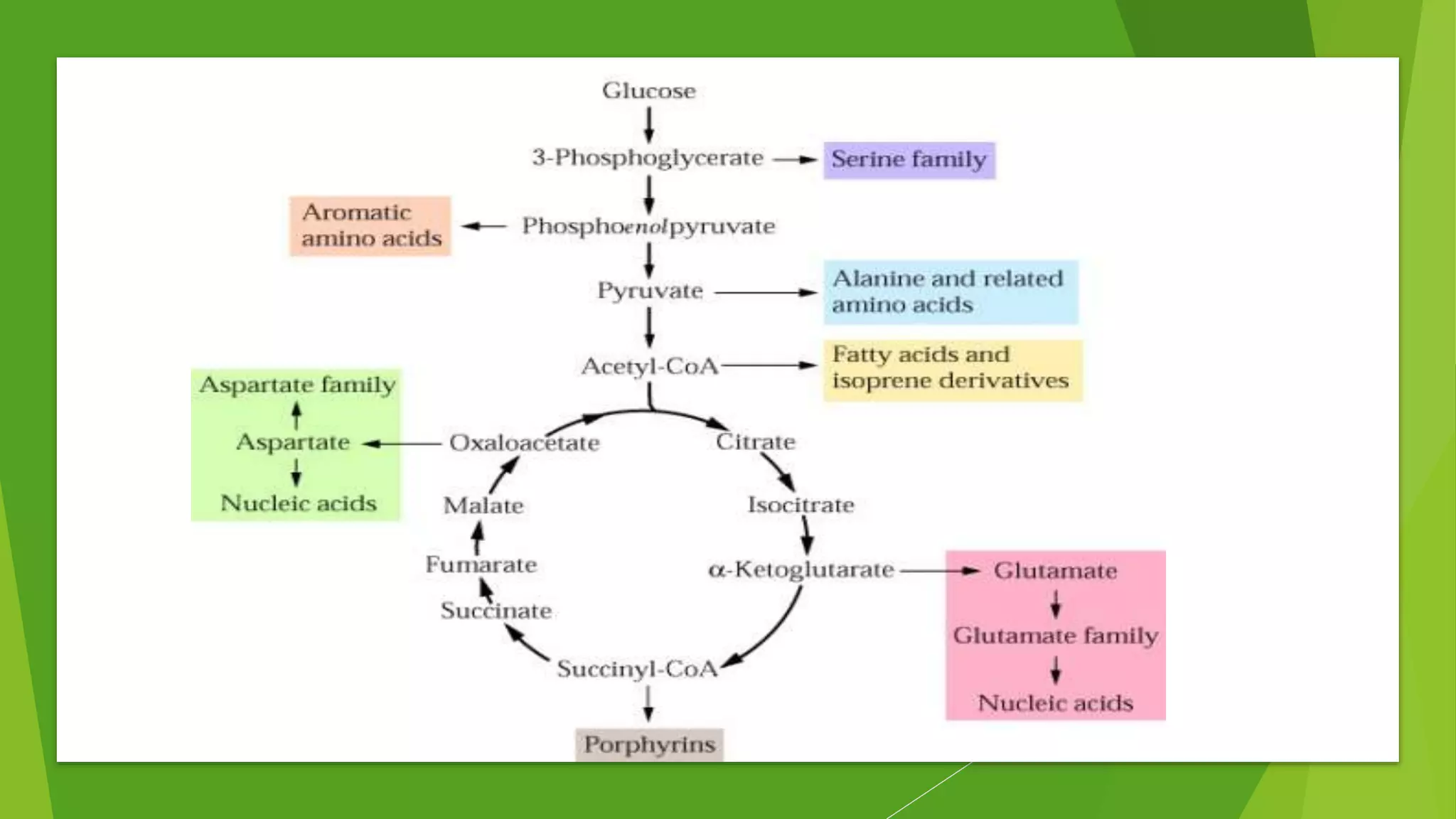Respiration and it's types in plants | PPT