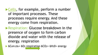 Respiration and it's types in plants | PPT