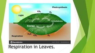 Respiration and it's types in plants | PPT