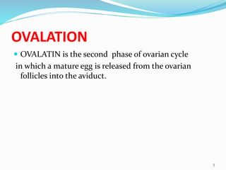 ovarian cycle | PPTX