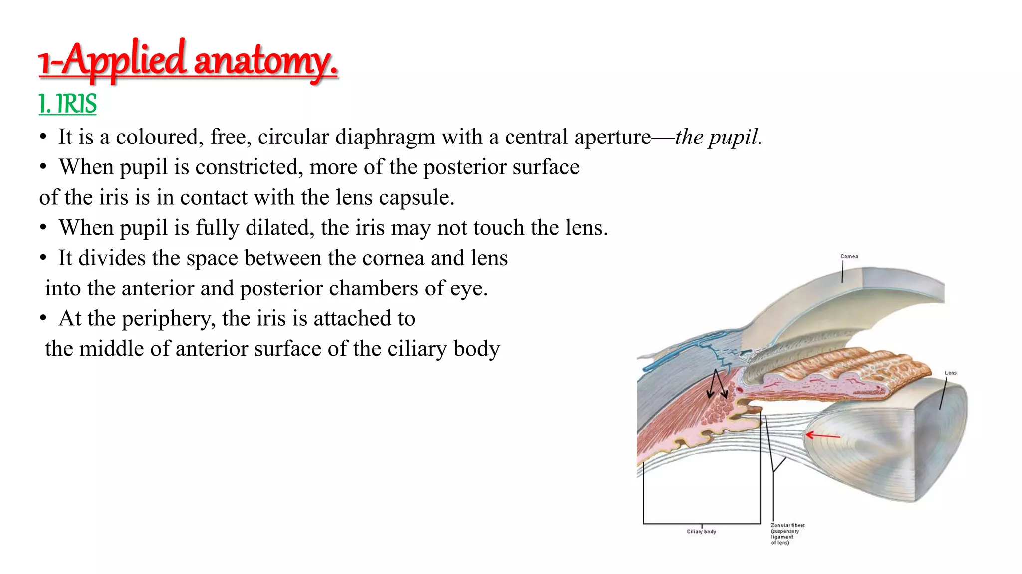 uveitis | PPT