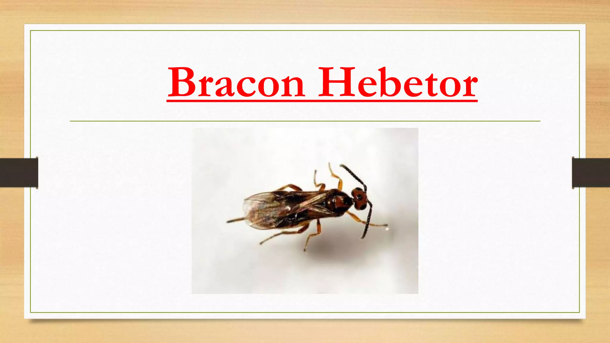 Bracon Hebetor | PPTX