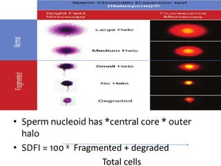 sperm chromatin test part 1 | PPTX
