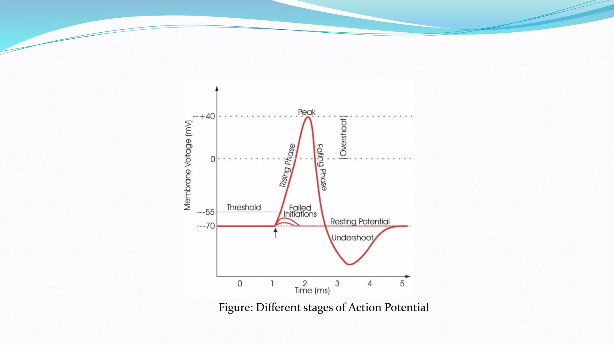 action potential presentation | PPTX