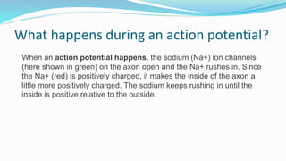 action potential presentation | PPTX