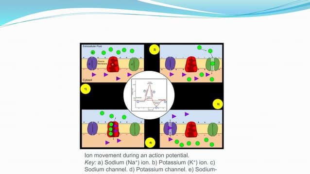 action potential presentation | PPTX