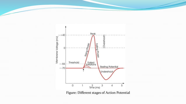 action potential presentation | PPTX