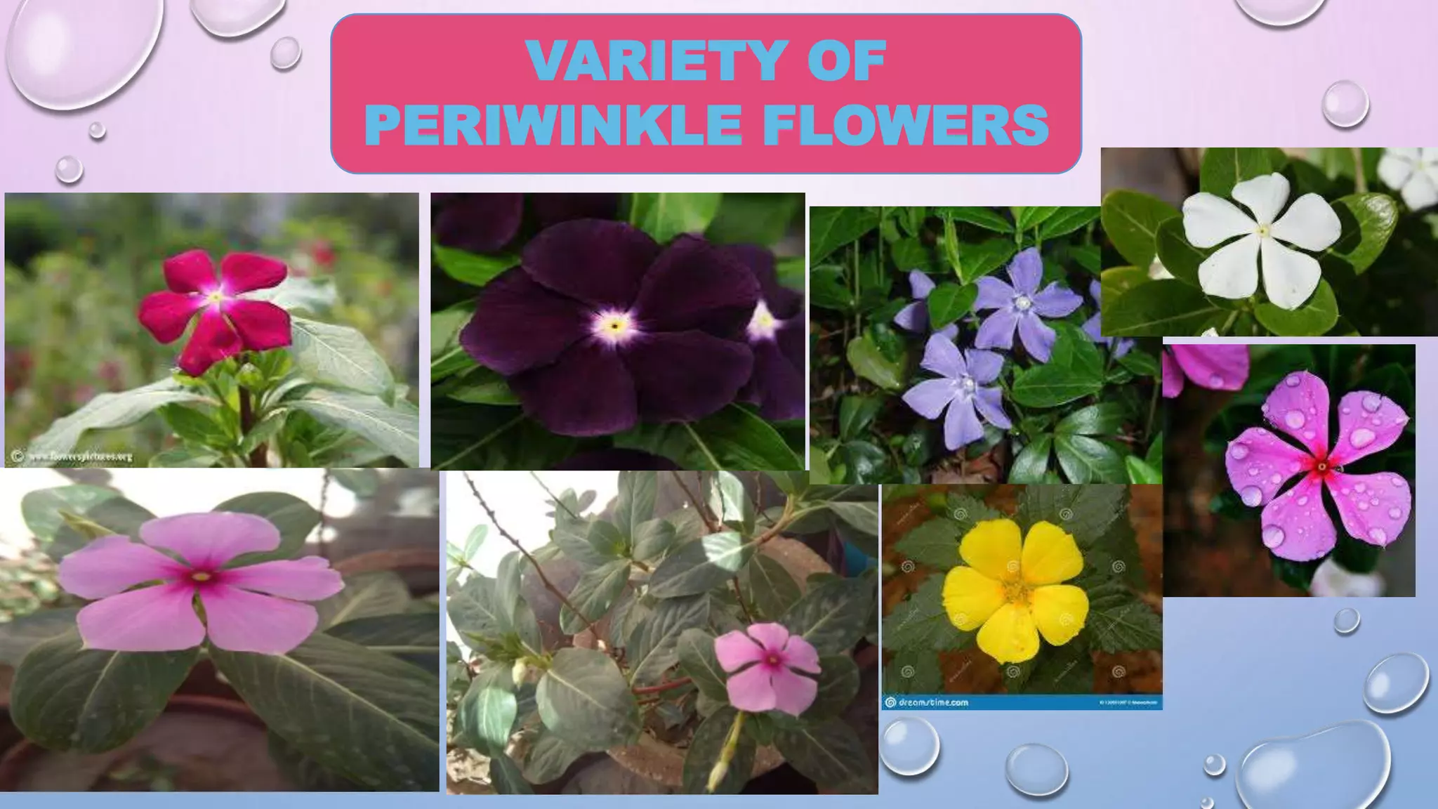 PERIWINKLE (SADABAHAR) -Catharanthus roseus | INFO +BENEFITS | anti ...