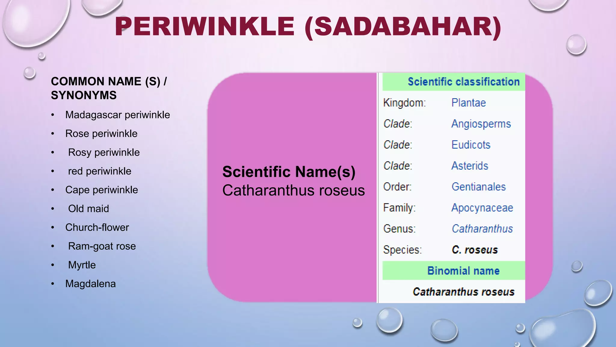 PERIWINKLE (SADABAHAR) -Catharanthus roseus | INFO +BENEFITS | anti ...