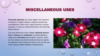 Periwinkle Plant Medicinal Uses