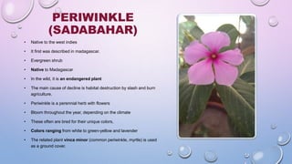 Periwinkle Plant Medicinal Uses