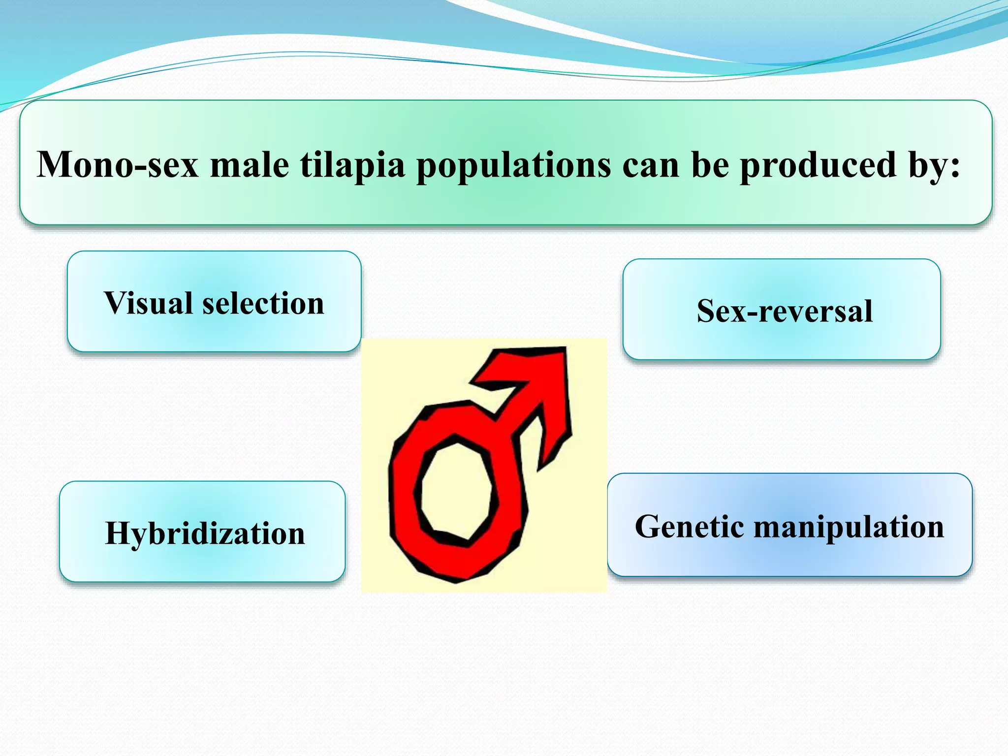 Presentation1.pptx tilapia | PPTX
