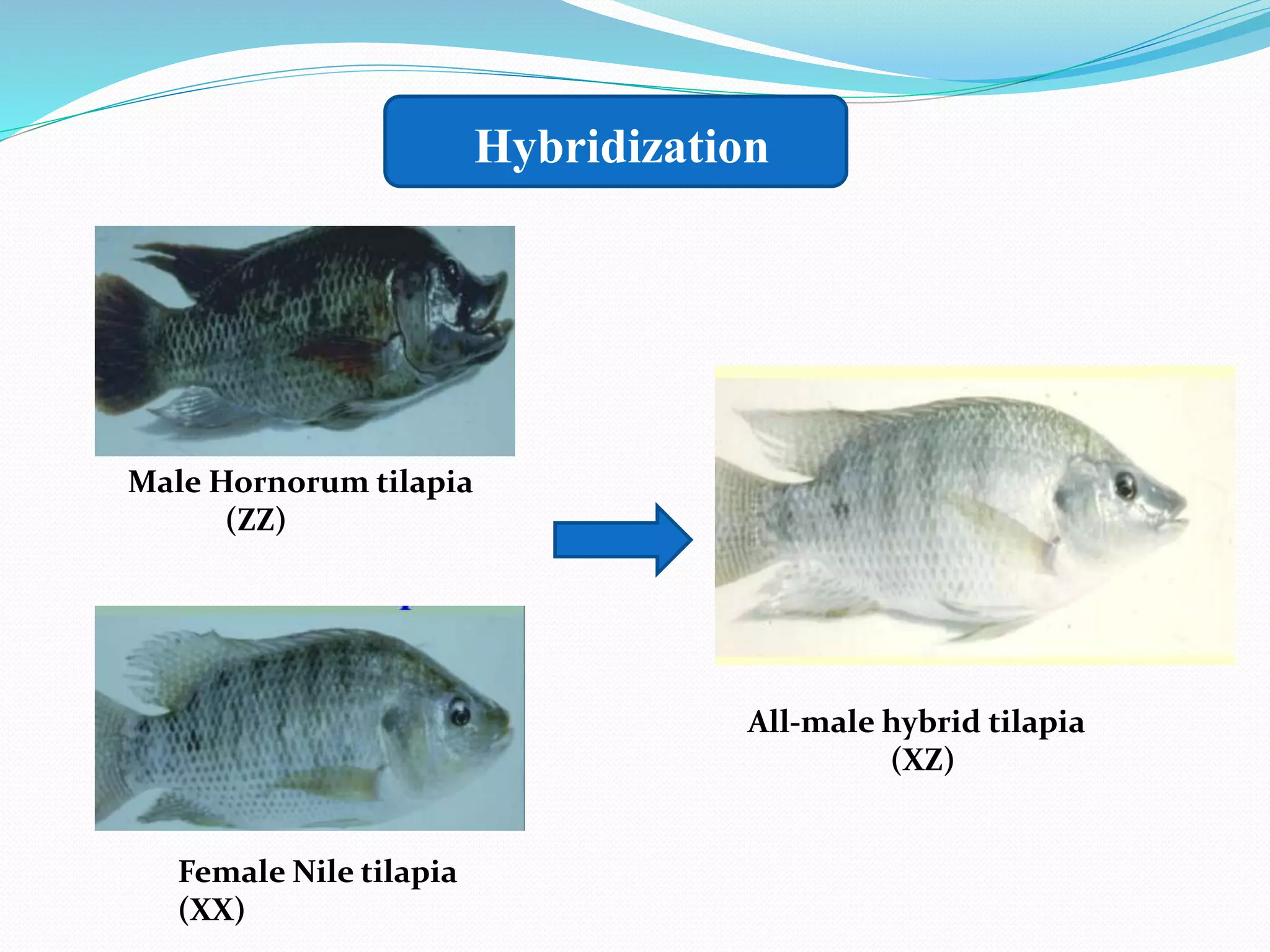 Presentation1.pptx tilapia | PPTX