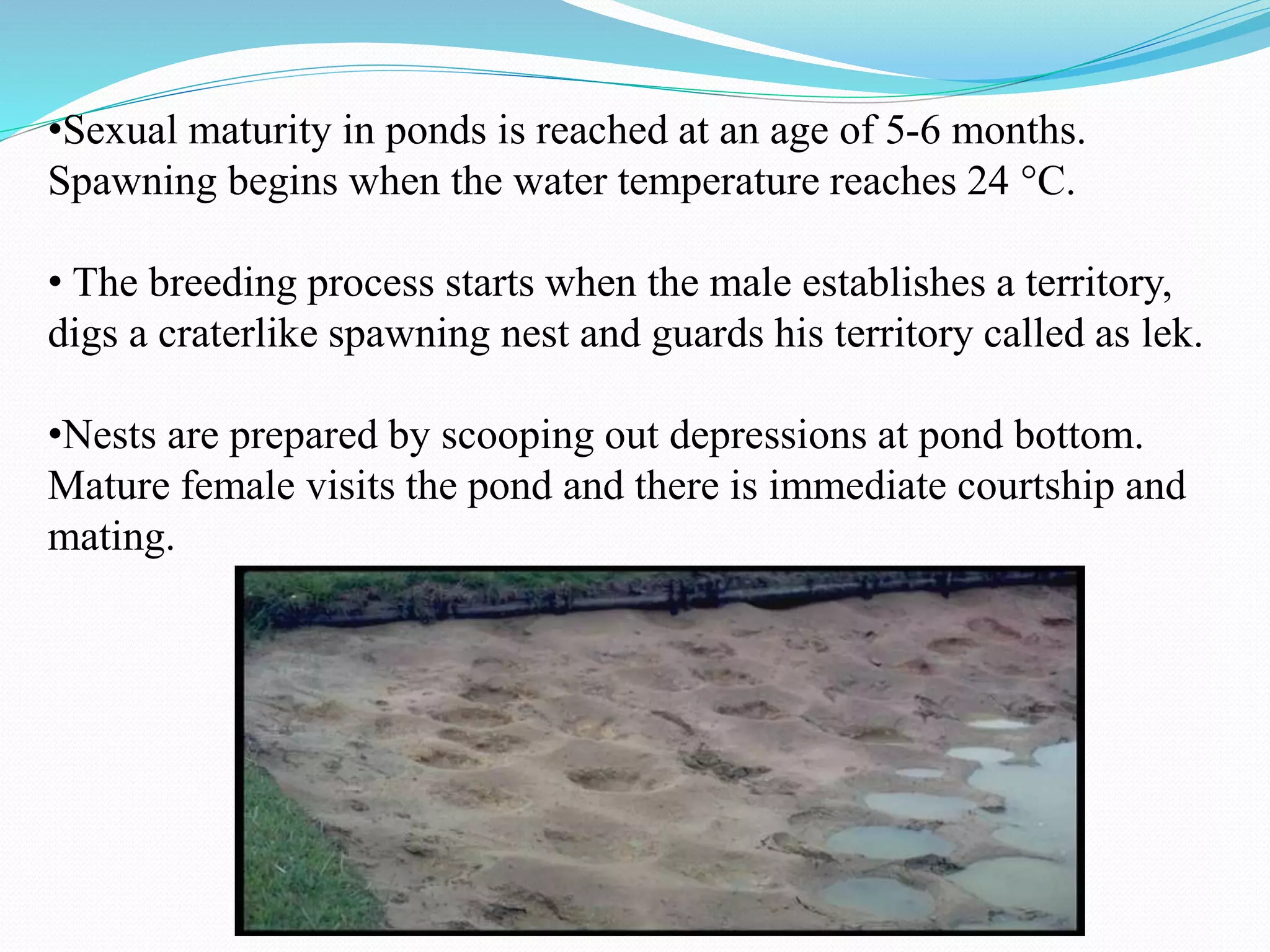 Presentation1.pptx tilapia | PPTX