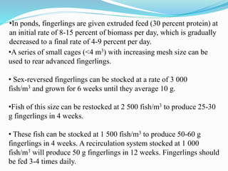 Presentation1.pptx tilapia | PPTX