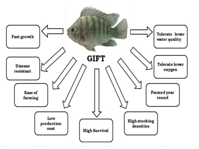 Presentation1.pptx tilapia | PPTX