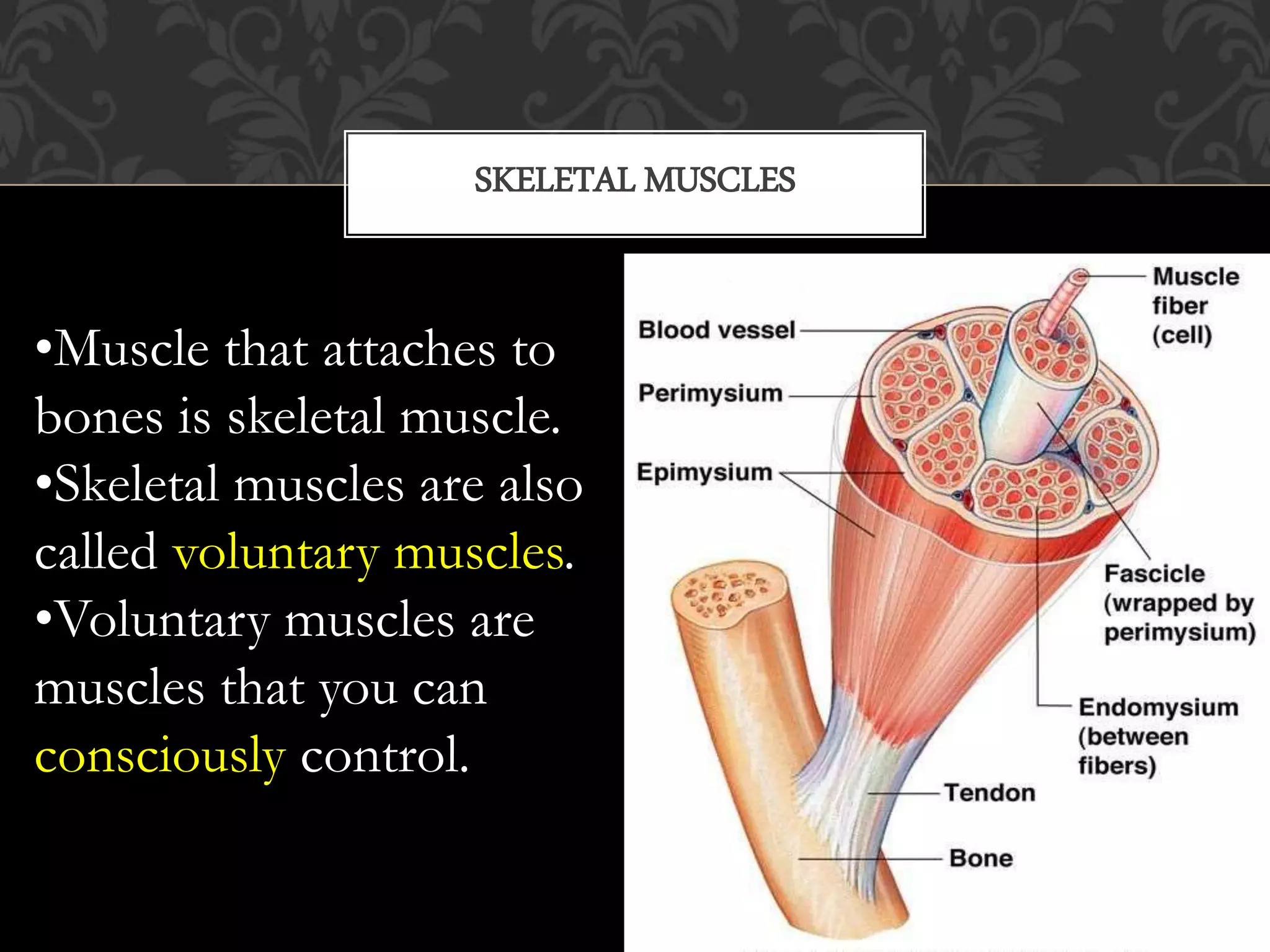 introduction to muscular system | PPTX