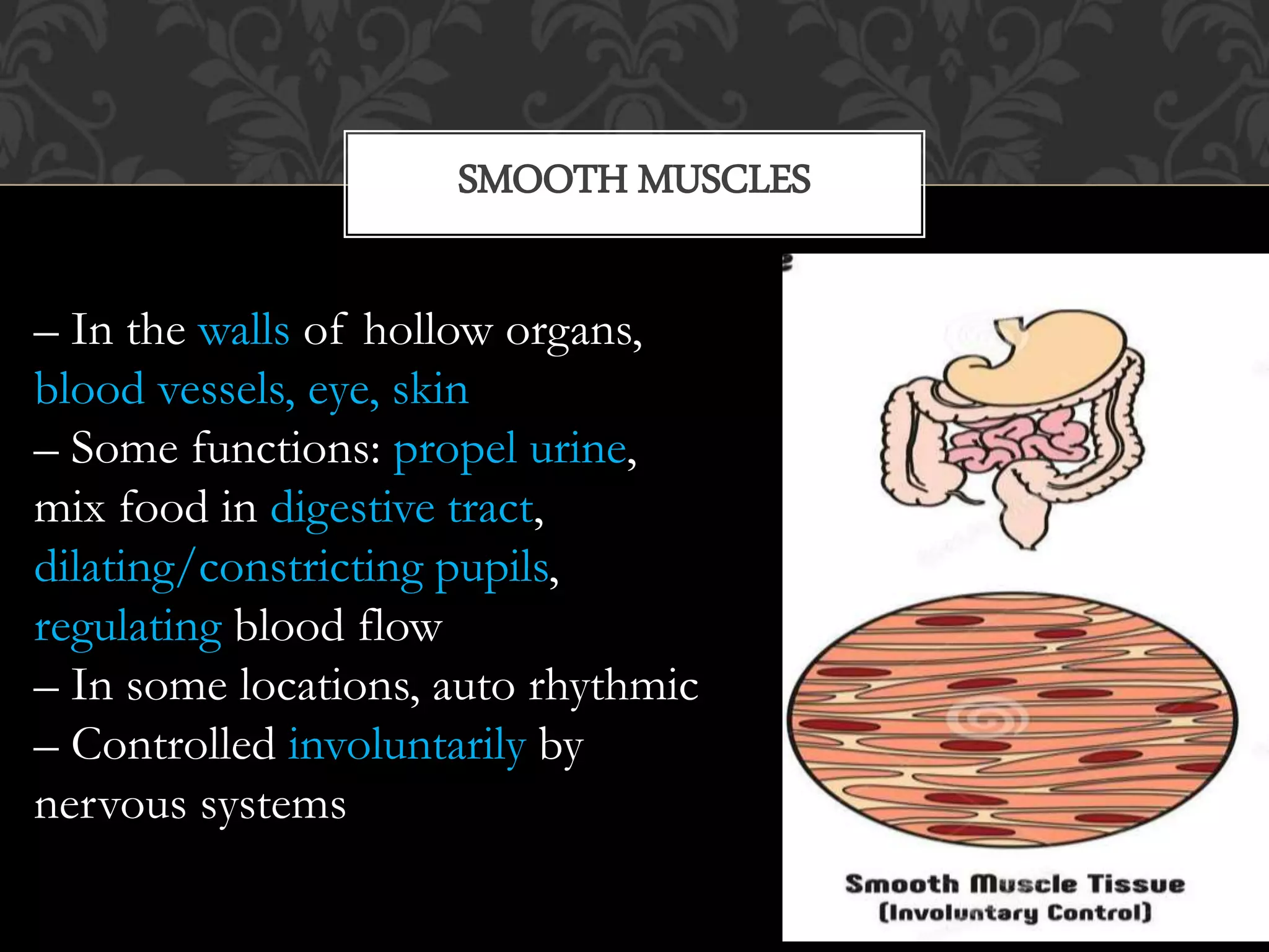 introduction to muscular system | PPTX