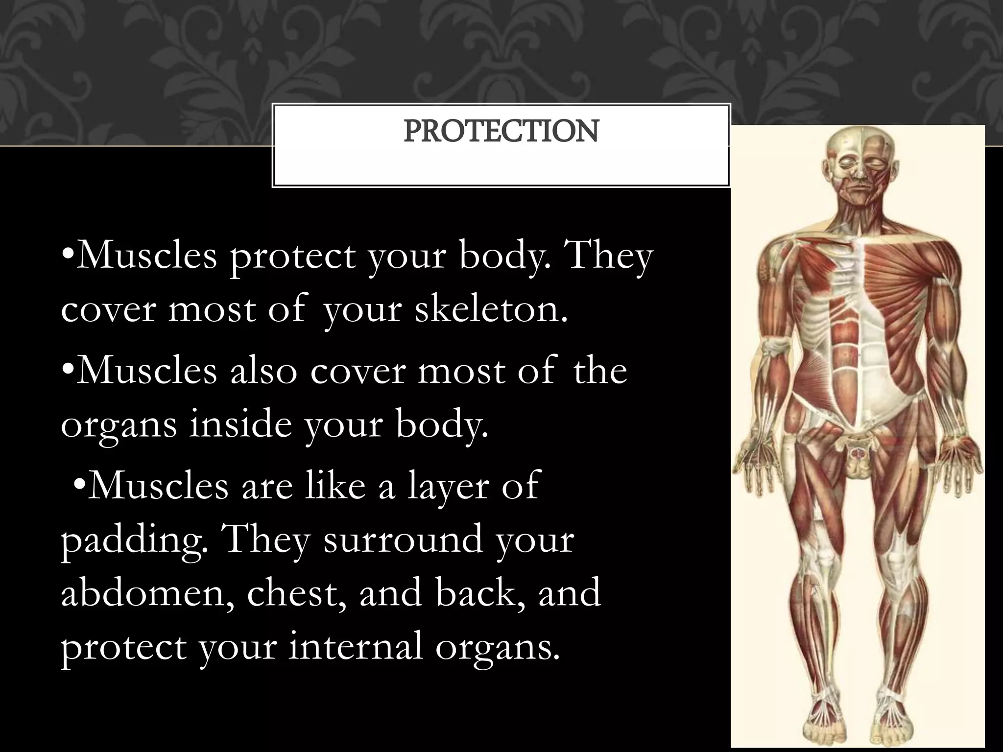 introduction to muscular system | PPTX