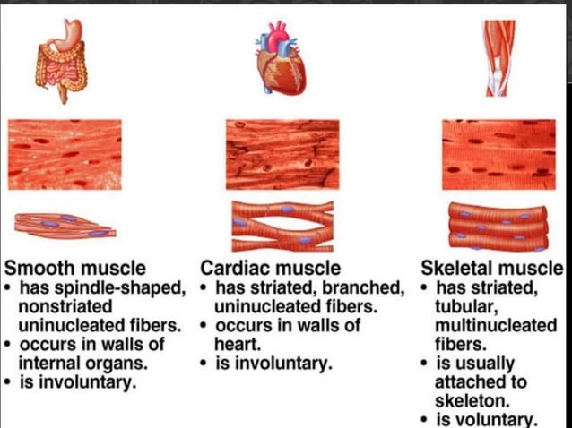 introduction to muscular system | PPTX | Heart and Cardiovascular ...